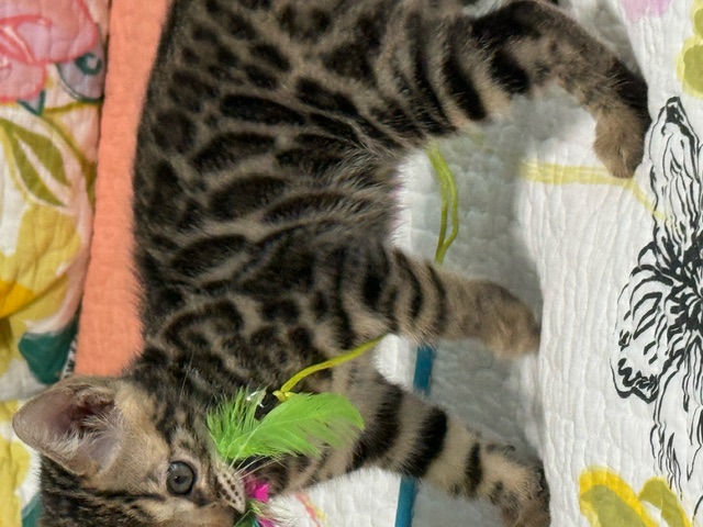 Bengal Kittens for Sale in Florida at Zawieco Bengals