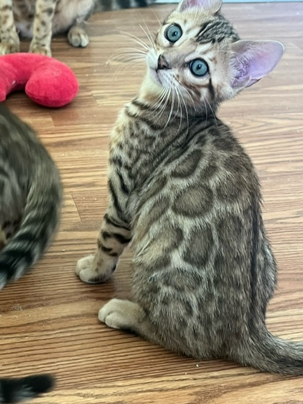 Bengal Kittens for Sale | Florida | Zawieco Bengals